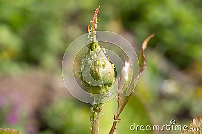 Rose Flower Infested With Aphids. Sap Sucking Insects Stock Photography ...