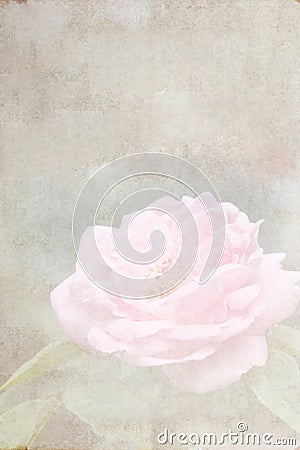 Rose On Paper Texture Royalty-Free Stock Photography | CartoonDealer ...