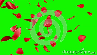 Rose Petals Falling on Green Screen Stock Video - Video of blooming ...