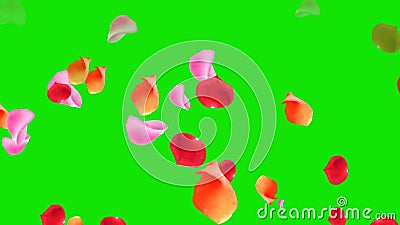 Rose Petals Falling on Green Screen Stock Footage - Video of background ...