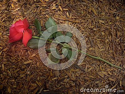 A Rose Trampled On The Ground Stock Photography - Image: 97672