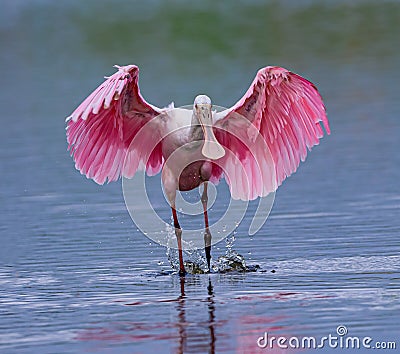Roseatte Spoonbill Shows Off Its Bright Breeding Colors With Wings ...