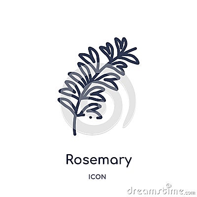 Rosemary Icon From Nature Outline Collection. Thin Line Rosemary Icon ...