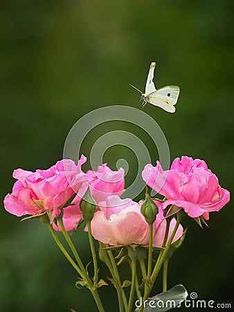 Roses And The Butterfly Stock Photography - Image: 18813132