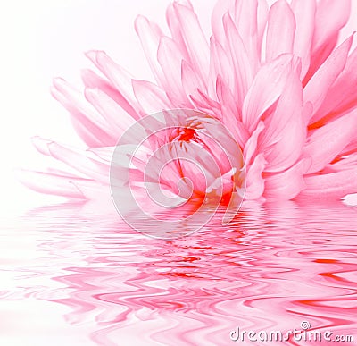 Rosy Flower Reflection In Water Stock Photo - Image: 1723290