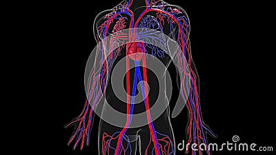 Rotating Model of the Human Circulatory System. 3d Rendering Blood ...
