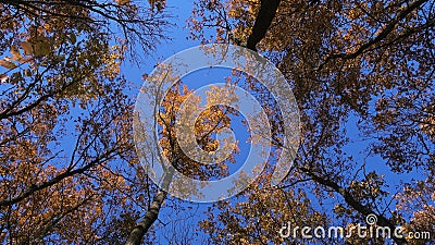 Rotating Oak Trees with Falling Leaves, High Angle View Stock Video ...