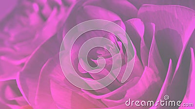 Rotating Pink Roses Background Theme - 3D Render. Seamless Loop Stock ...