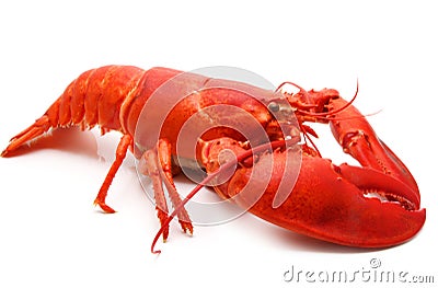 Roter Hummer Stockfoto - Bild: 4498130