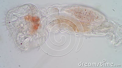 Rotifera, Commonly Called Wheel Animals Under the Microscopic View ...