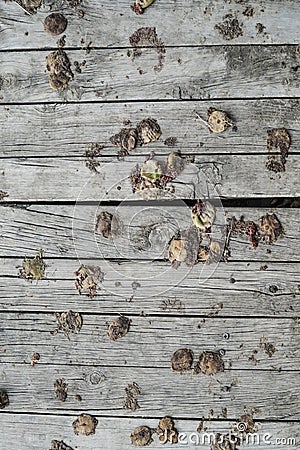 Rotten Figs Photos - Free & Royalty-Free Stock Photos from Dreamstime