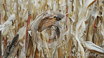 Rotten and Infested Corn Close-up in the Field, Poor Harvest Stock ...