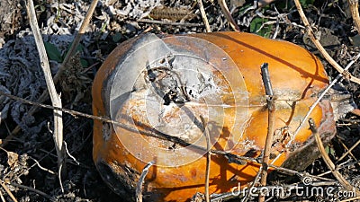 Rotten Pumpkin Growing on a Field Stock Video - Video of affluence ...