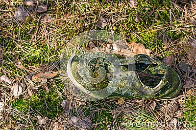 Rotten Shoe Lying On Forest Ground. Royalty-Free Stock Photo ...