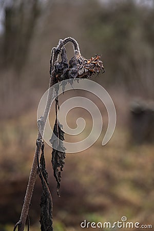 Rotten Sunflower Stands In A Field Stock Photography | CartoonDealer ...