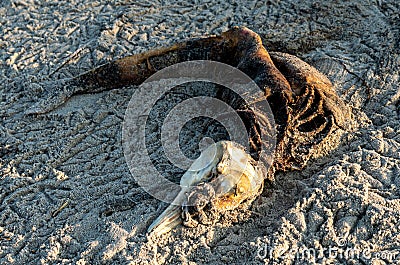 Decaying Body Of A Dead Dolphin On The Beach Stock Photography | CartoonDealer.com #197609396