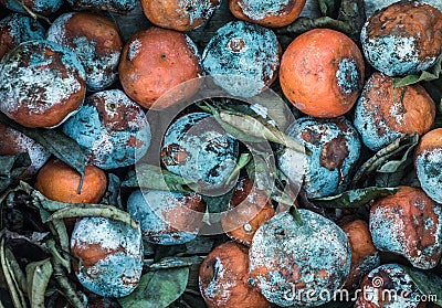 Rotting Fruit Texture Background Stock Image | CartoonDealer.com #112524097