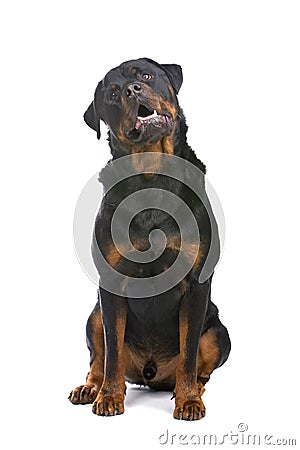 Rottweiler Dog Stock Photos - Image: 11346963