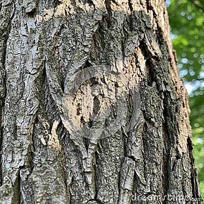 Rough Tree Bark With Deep Grooves And Textured Surface, Possibly ...