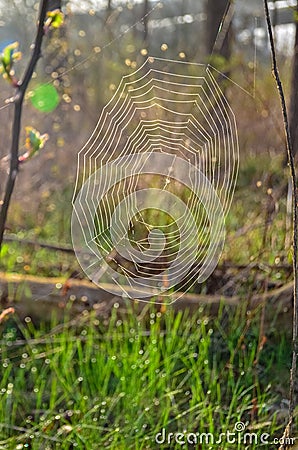 A Round Network Of Cobwebs In A Forest Against A Backdrop Of Forest And ...