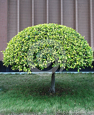 Round Tree Stock Photography | CartoonDealer.com #21553802