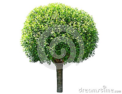 Round Tree Stock Photo - Image: 41445002