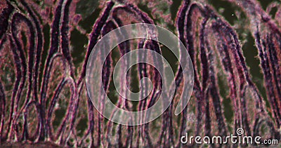 Roundworm, Muscles Tissue in Darkfield Stock Footage - Video of blue ...