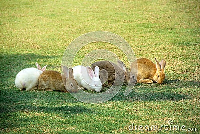 The Row Of Little Five Rabbits On The Grass. Stock Photography ...