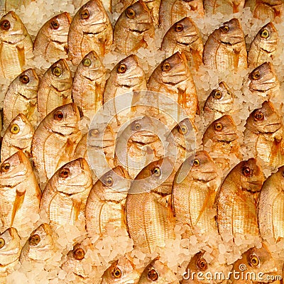 Rows Of Fresh Fish Stock Image | CartoonDealer.com #96856567