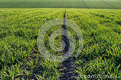 Rows Of Hills Plantations Of Cereal Sprouts In The Field Of Agriculture ...