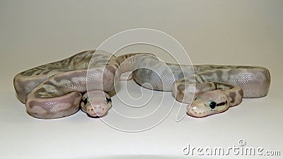 Royal / Ball Python Baby Snakes Royalty-Free Stock Photo | CartoonDealer.com #87581811