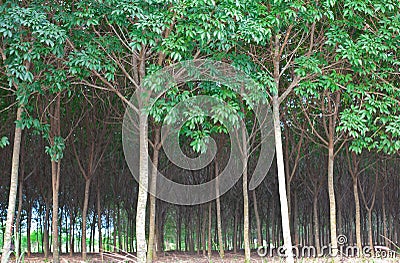 Rubber Tree Rain Forest Stock Photos - Image: 24667413
