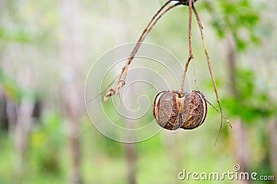 Rubber Trees Seed Stock Photo | CartoonDealer.com #26473584