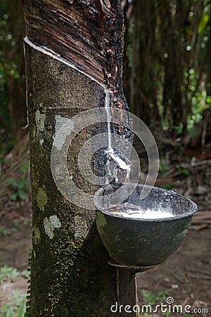 Rubberboom Stock Afbeelding - Afbeelding: 13698451