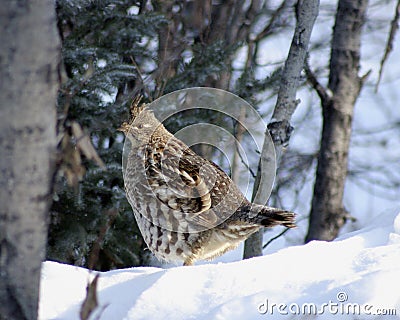 Ruffed Grouse In Winter Snow Stock Image - Image: 4802741