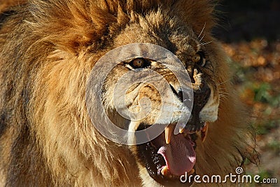 Ruggito Del Leone Fotografie Stock - Immagine: 5106253