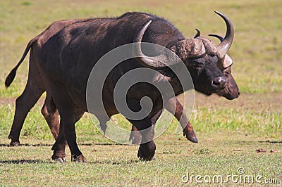 Cape Buffalo stock photo. Image of travel, africa, mammal - 647668