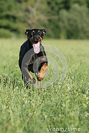 Running Doberman Dog Stock Photo - Image: 17539740
