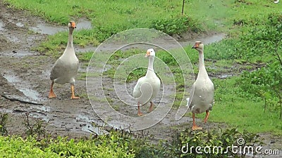 Running geese stock footage. Video of feet, farm, animal - 83803744