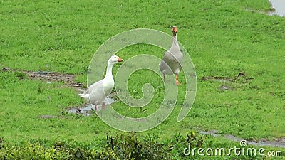Running geese stock video. Video of flapping, feathers - 83804323