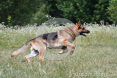 Three dogs running stock image. Image of summer, dogs - 5477151