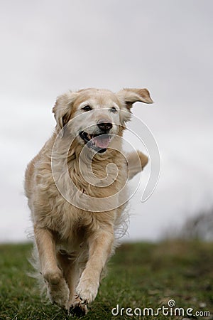 Running Golden Retriever Dog Stock Photo - Image: 15918200