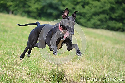 Running Greyhound Stock Photo - Image: 51190397