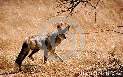 Running Jackal Royalty Free Stock Image - Image: 1304706