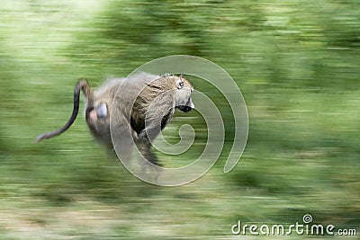 Running Monkey Stock Images - Image: 4194424
