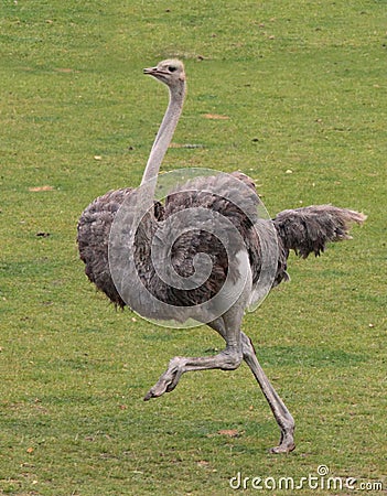 Running Ostrich Royalty Free Stock Photography - Image: 21581897
