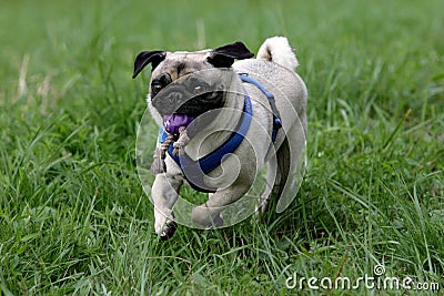 Running Pug Stock Image - Image: 13076301