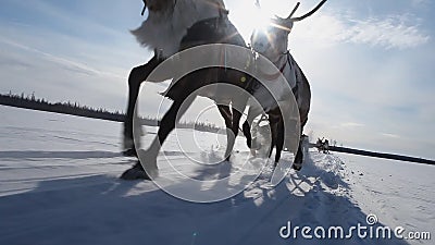 Running Reindeers stock footage. Video of reindeer, speed - 39010524