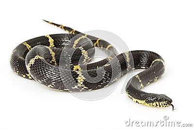Russian Rat Snake Stock Photography - Image: 7282642