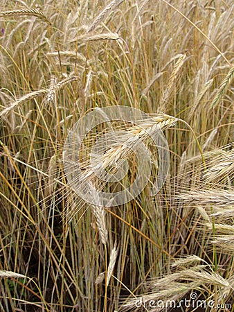 Rye Stock Images - Image: 1043224